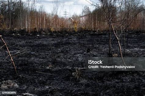 자연 재해의 여파 토양에 잔디 화재의 효과 봄 화재 후 탄 잔디 불에 탄 잔디와 농촌 필드의 검은 표면 방화와 수염 연소의 결과 0명에 대한 스톡 사진 및 기타 이미지
