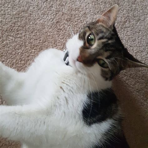 chat bot for some reason