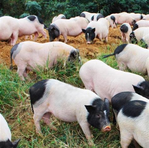 全世界的猪的种类，第5种可以当宠物养，第3种来者不善 凤凰网