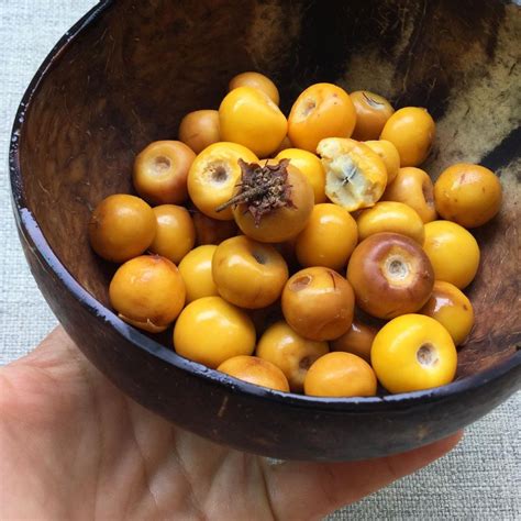 Nance Fruit Nutritional Facts And Worldwide Production