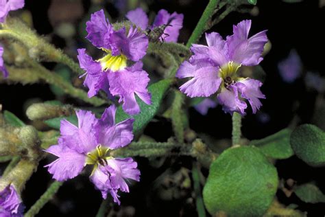 Dampiera Purpurea Australian Native Plants Society Australia
