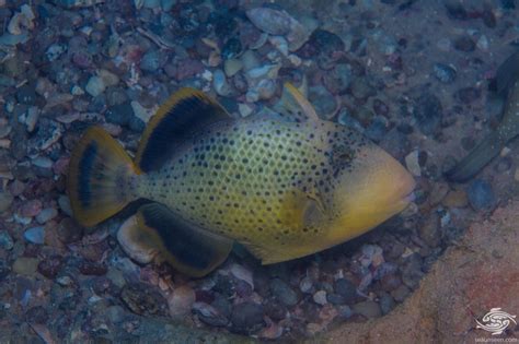 Yellow Margin Triggerfish Facts And Photographs Seaunseen