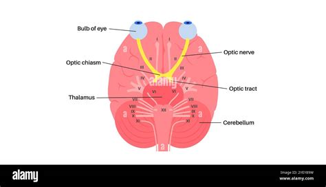 Illustration Of The Optic Nerve Anatomy The Optic Nerves Send Visual