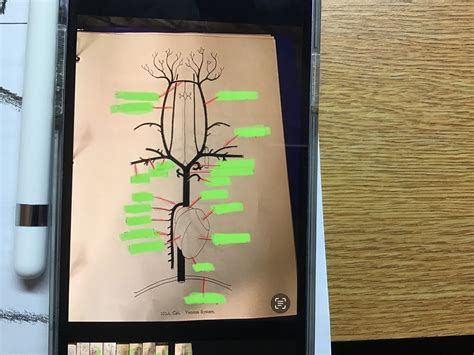 Venous System Diagram Quizlet