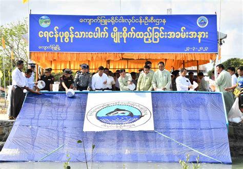 ကျောက်ဖြူမြို့တွင် ရေငန်ပုစွန်သားပေါက် မျိုးစိုက်ထည့်ခြင်းအခမ်းအနားကျင်းပ Information And