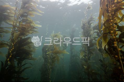수중 켈프숲 숲 자연 Diving 사진이미지일러스트캘리그라피 Shinart작가