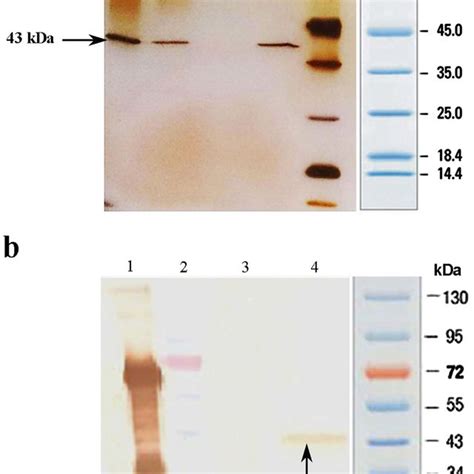 Sds Page And Western Blotting Analysis Of Mt Pa After Purification A