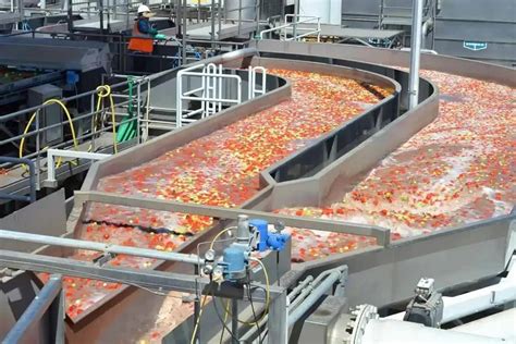 Ss Tomato Processing Plants At ₹ 460000piece Tomato Ketchup Plant In