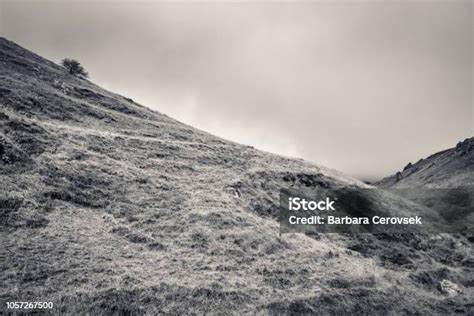 바스크 아름 다운 풍경 흑인과 백인 Iraty 산에 있는 언덕의 꼭대기에 고립 된 나무 걷기에 대한 스톡 사진 및 기타 이미지 걷기 경관 고개 Istock