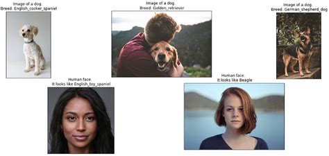 Image Classification Using Convolutional Neural Networks By Siavash