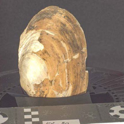 The Shell Stands On One Extremity During The First Set Of Photos Download Scientific Diagram