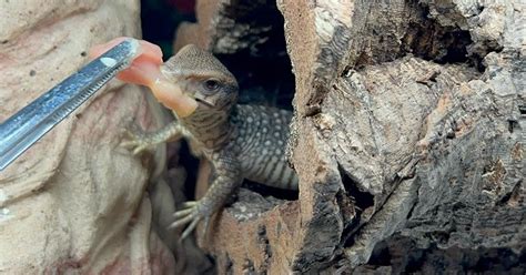 Pastel Savannah Monitor