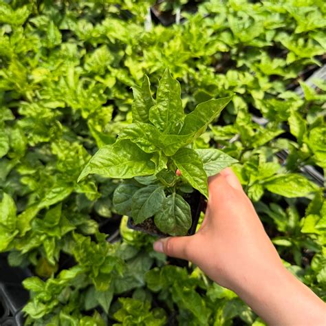 Люта Разсад за “Български дух” най лютата българска чушка 🌶️ Не само наша гордост но и на