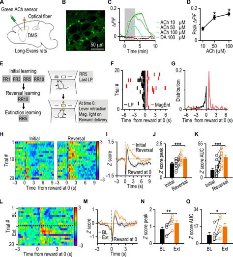 Dynamic Responses Of Striatal Cholinergic Interneurons Control
