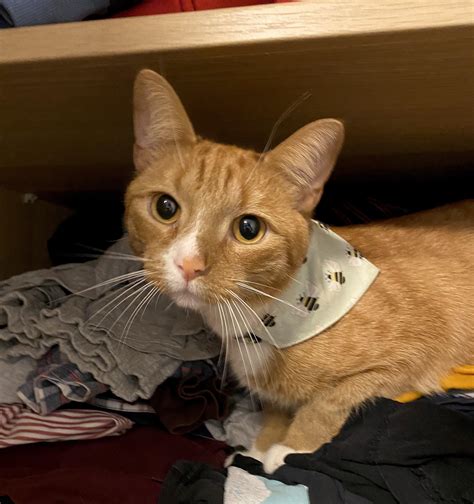 Goose In His Favorite Tight Space Rtightpussy