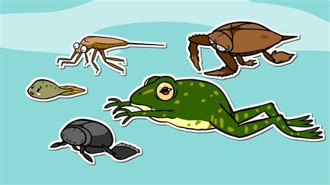 연못 속의 작은 세상 연못에 사는 곤충과 생물들 연못 속의 생태계 곤충박사★지니키즈 Youtube