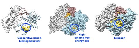 Biomolecular Modeling In Orion® Cryptic Pocket Detection