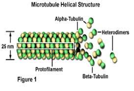 Fungsi Dan Struktur Dari Mikrotubulus