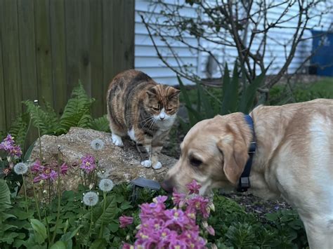 Random Handyman A New Fear Naught Tales Spooky Story Just In Time For Your Weekend Campout