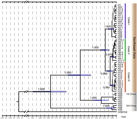 a time calibrated phylogenetic tree constructed using bayesian