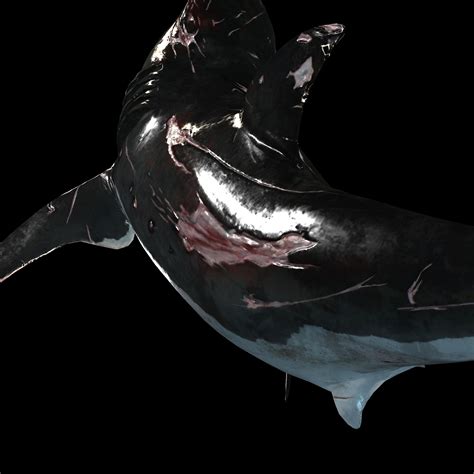 Obj File Shark Download Shark 3d Model Animated Blender Fbx Unity Maya