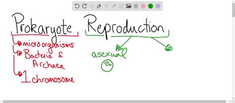 Solved Multiple Choice Question In Prokaryotic Asexual Reproduction Called The Dna Replicates