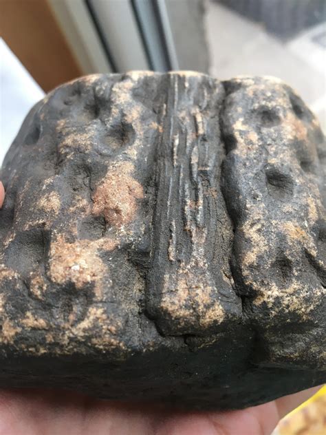 Nicely Preserved Lepidodendron Stigmaria Fossil Found In A Stream In Central Scotland R