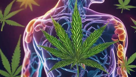 The Endocannabinoid System Explained Cannabiss Impact On Human Health