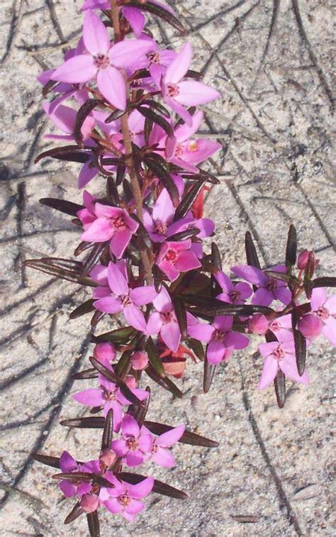 Showy Baronia: Boronia ledifolia [Family: Rutaceae] - At West Head, Ku ...