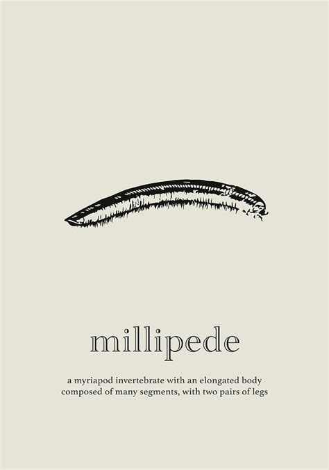 Millipede Insect Minimalistic Vintage Decor Poster Mixed Media By