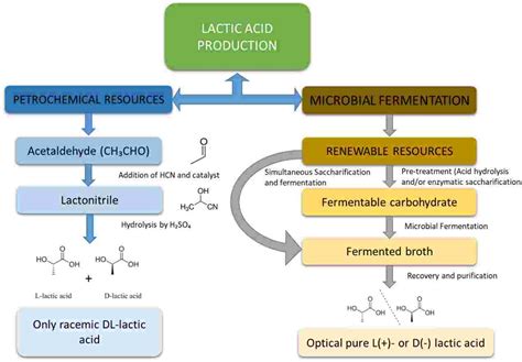 Lactic Acid Fermentation Definition Equationexamples And Benefits Boc Sciences