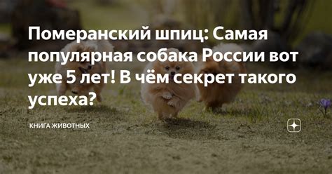 Померанский шпиц Самая популярная собака России вот уже 5 лет В чём секрет такого успеха