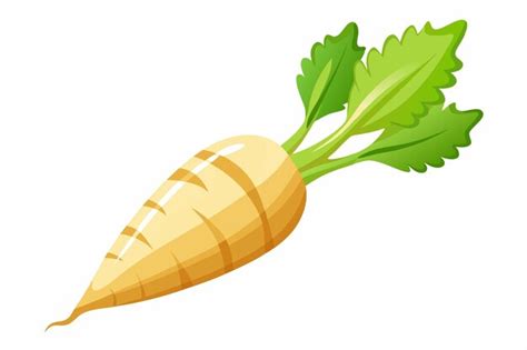 Premium Vector Parsnip Vector Illustration Isolated In White Background Premium Vector Parsnip Vector Illustration Isolated In White Background