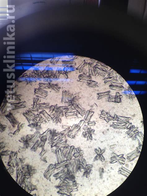 Анализ мочи у животных в СПб по низким ценам