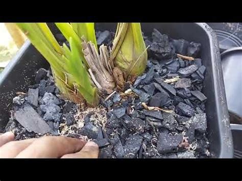 Maneira Certa De Plantar Cymbidium E Como Fazer Ele Florir How To