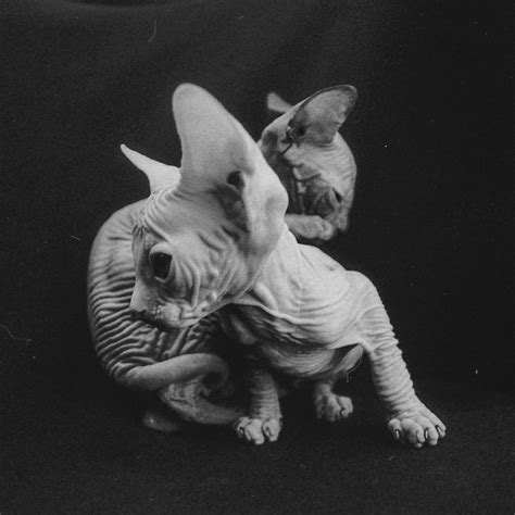 Grayscale Photography Of Sphinx Cat Image From Damian Hovhannisyan Scopio