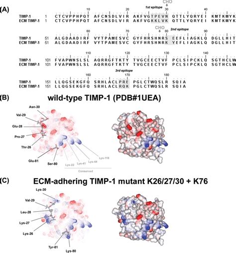 A Blueprint Of An Ecm Adhering Timp 1 Sequence Alignment With Download Scientific Diagram