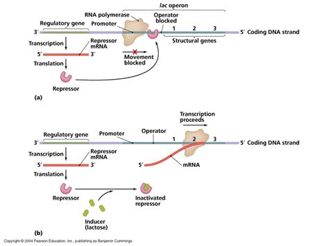 Iptg Expression Principles Biologicscorp