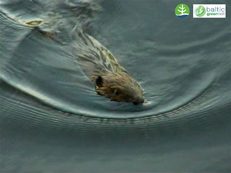 The Beaver Bebrs Youtube