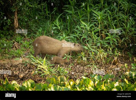 Capybara In The Nature Habitat Of Northern Pantanal Biggest Rondent