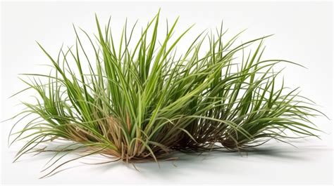 草植物模型 3d 渲染 草 在白色背景上分離的 Cymbopogon Citratus 草的 3d 插圖 高清攝影照片背景圖片和桌布免費下載