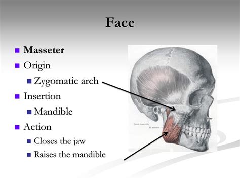 Anatomy Muscular System Ppt Download