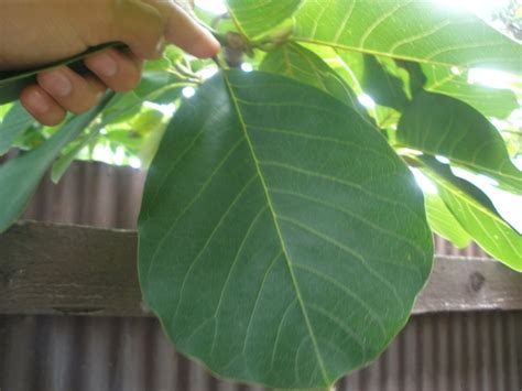 2 Tree Identification PaleoPlanet