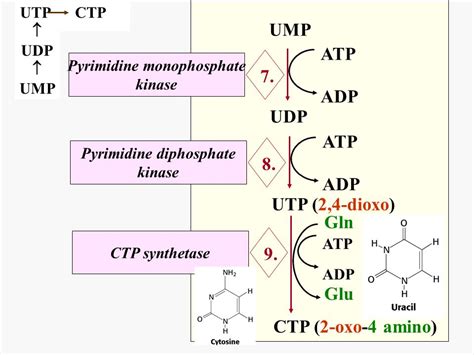 Nucleotide Metabolism Metabolism Of Pyrimidine Nucleotides Ppt Video Online Download Nucleotide Metabolism Metabolism Of Pyrimidine Nucleotides Ppt Video Online Download