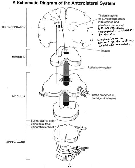 Spinoreticular Tract