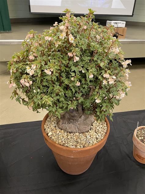 375 Best Rcaudex Images On Pholder Adopted An Operculicarya Decaryi