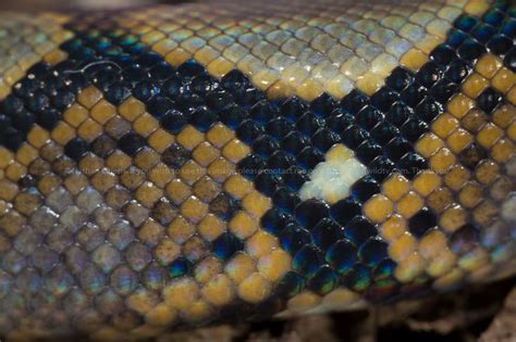Reticulated Python Reticulated Python Python Melanistic