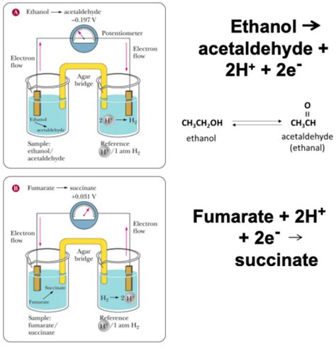 Oxidative Phosphorylation Etc And Chemiosmosis Flashcards Quizlet
