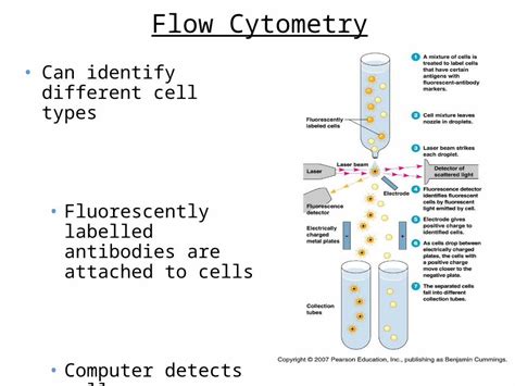 Ppt Classification Of Microorganisms Chapter 9 Taxonomy The Science Of Classifying Organisms
