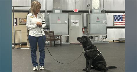 Denied The Rise Of Fake Service Dogs And The Harm Its Doing